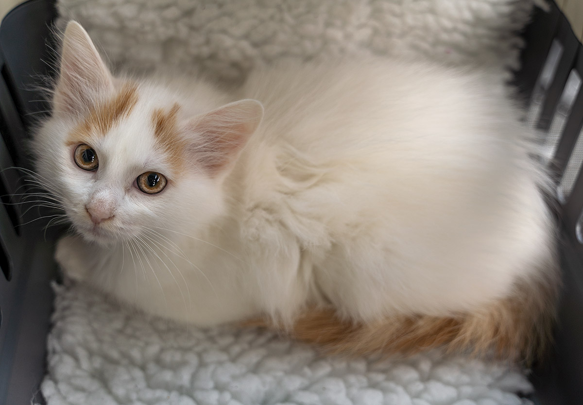 My Cat In Turkish Cat Meme Stock Pictures And Photos